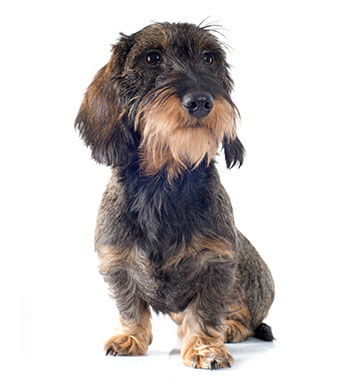 Perro Salchicha de Pelo Duro o Alambre » Características