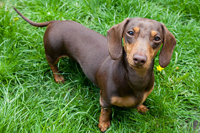 Características, raza, nombre y + de los Dachshund - Perro Salchicha