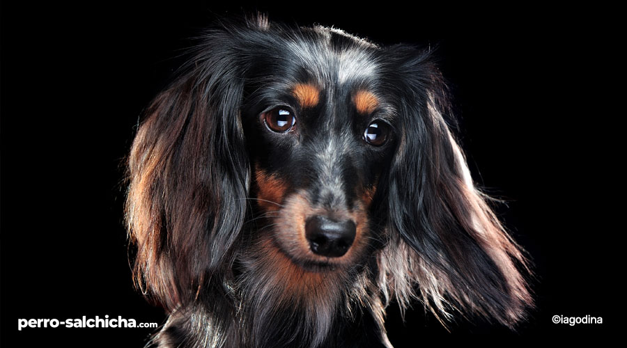 Historia del Dachshund » Conoce el ORIGEN del Teckel