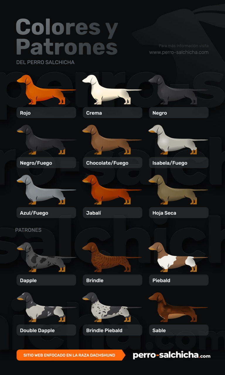 +9 Tipos de Perros Salchicha con fotos, pelo, color y tamaño