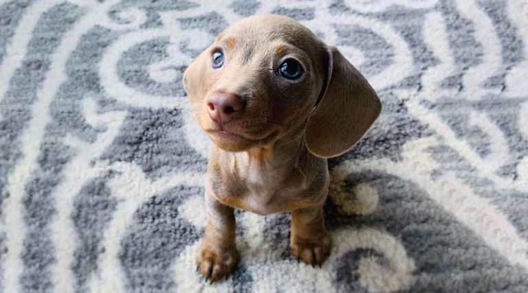 Cachorros de perro salchicha: Una dosis de ternura