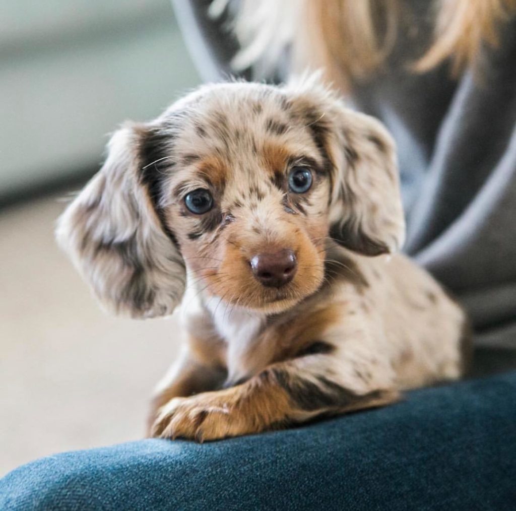 Cachorros de perro salchicha: Una dosis de ternura