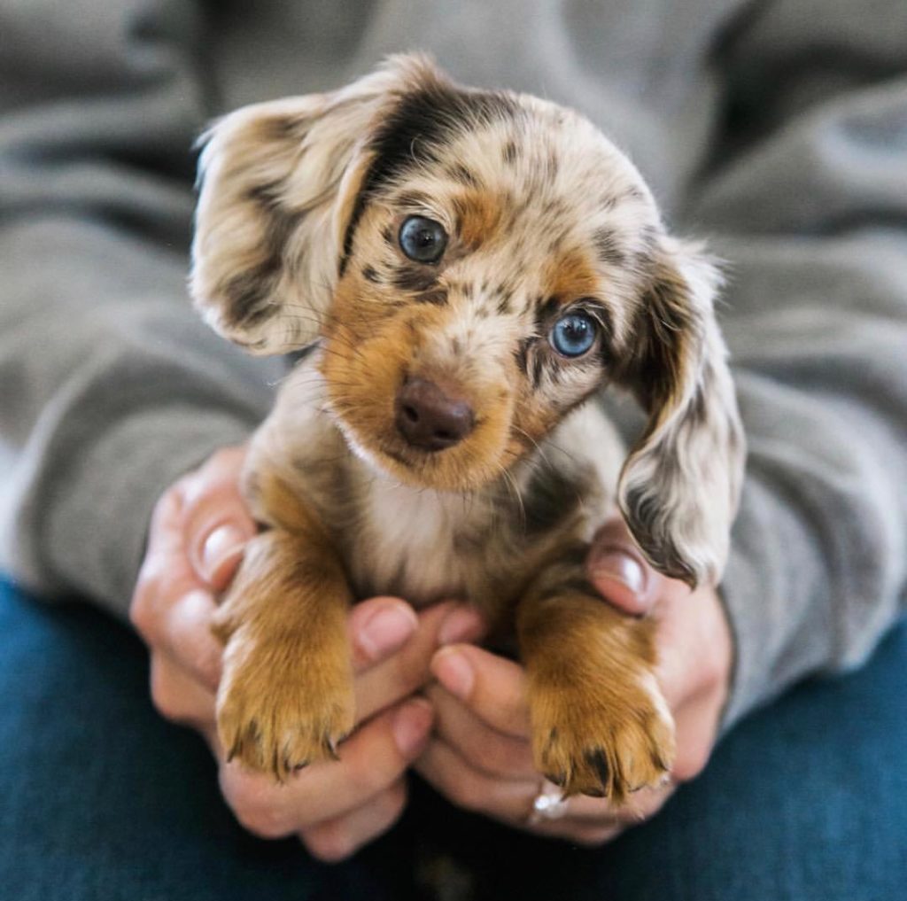 Cachorros de perro salchicha: Una dosis de ternura