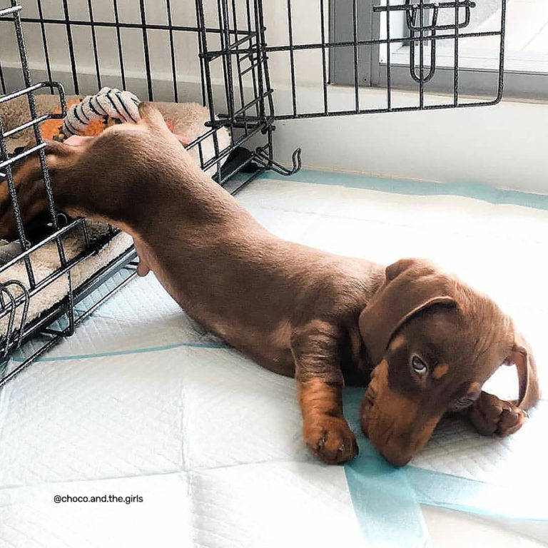 Cachorros de perro salchicha: Una dosis de ternura