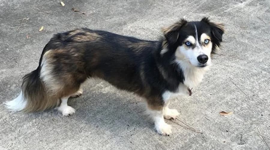 Perros Salchicha Híbridos: 30 razas mixtas del Teckel